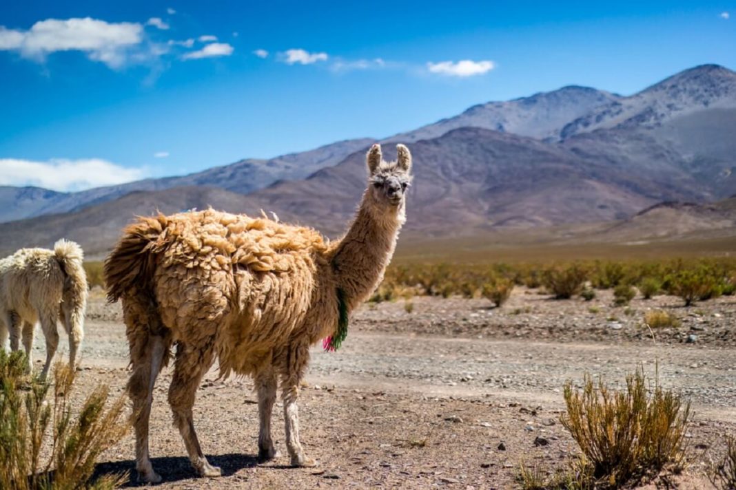 Los 25 Animales Nativos del Perú Más Comunes