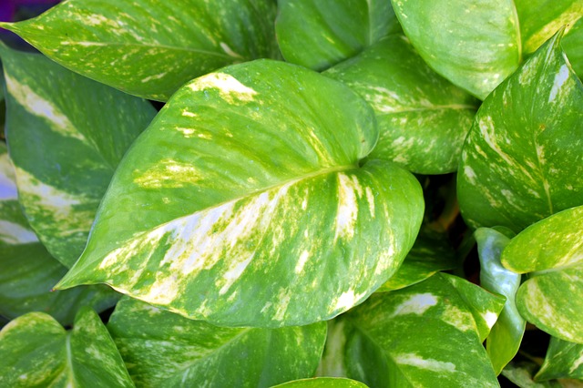 Epipremnum aureum: características, hábitat, cultivo, cuidados Epipremnum aureum: características, hábitat, cultivo, cuidados