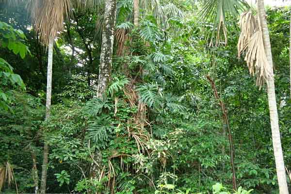 Selva tropical en México: características, ubicación, relieve, flora, fauna