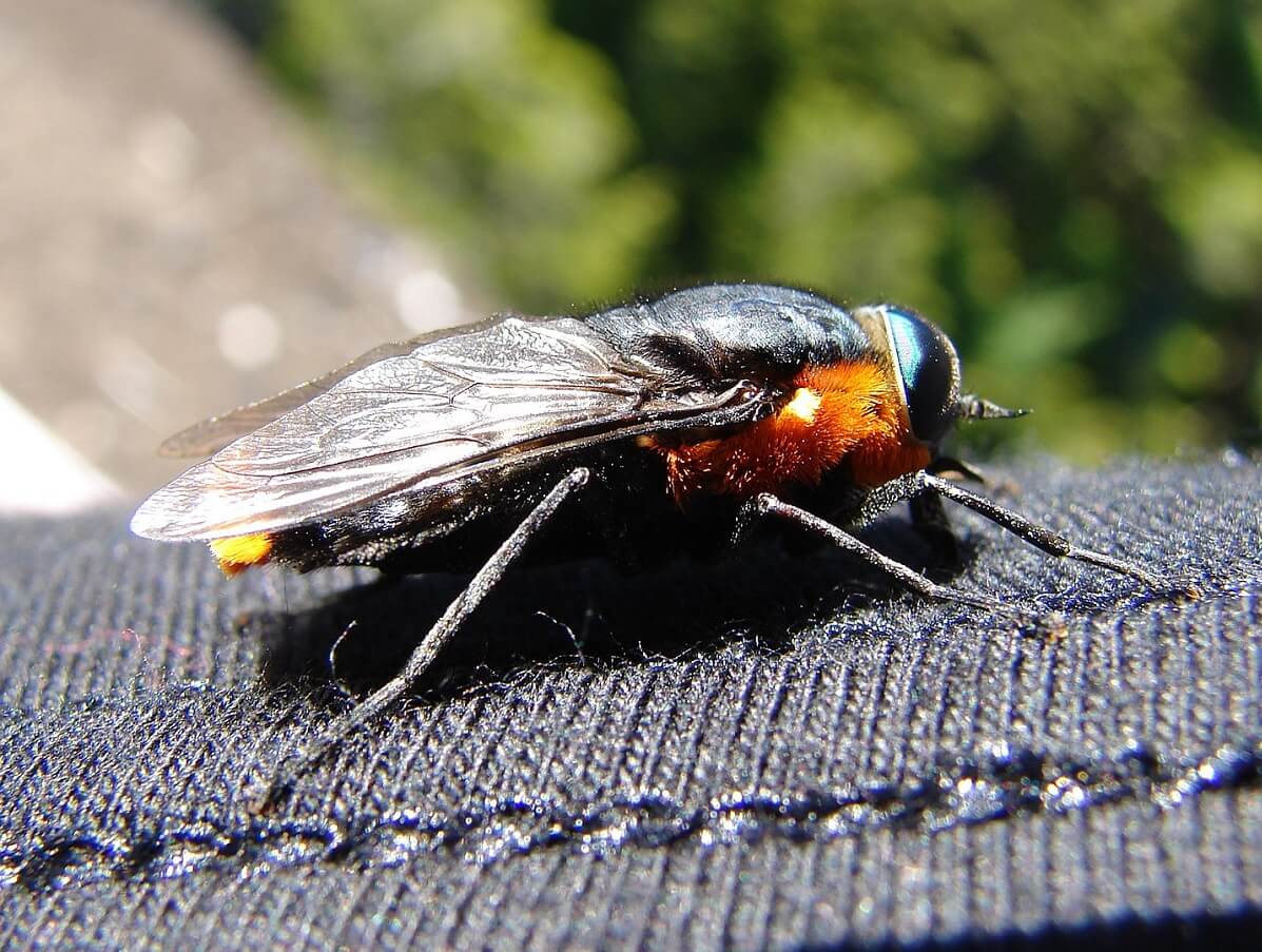 Dípteros: qué son, características, clasificación, hábitat, reproducción