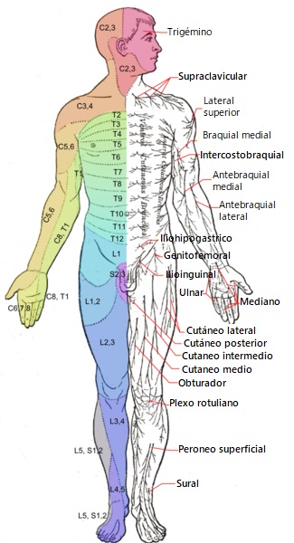 Dermatoma: qué es, tipos y significado clínico
