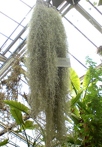 Flora de la costa peruana