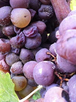 Botrytis: características, tipos, síntomas, control