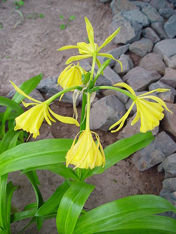 Flora de la costa peruana
