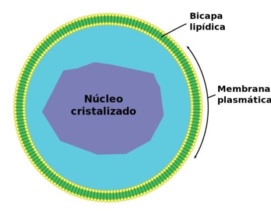 Peroxisomas: características, funciones, estructura, biogénesis