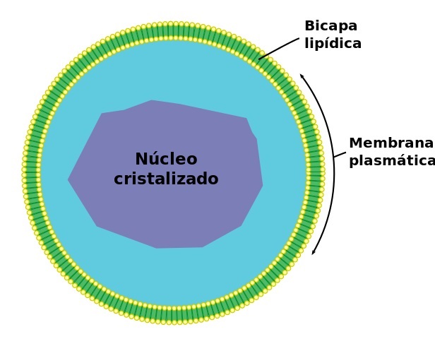 Peroxisomas: características, funciones, estructura, biogénesis