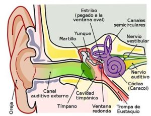 Istmo de las fauces: anatomía, funciones, enfermedades