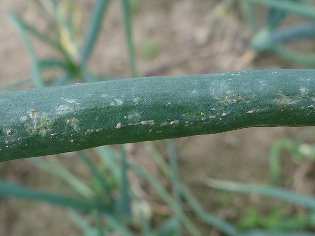 Botrytis: características, tipos, síntomas, control