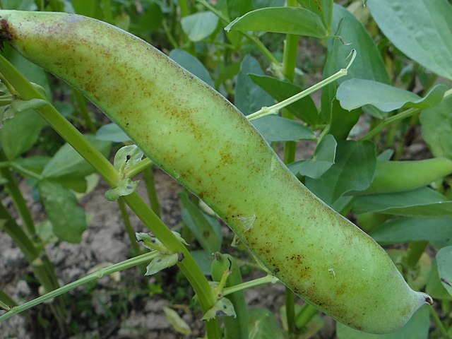 Botrytis: características, tipos, síntomas, control