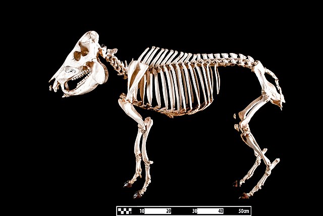 Pecarí de collar (Pecari tajacu): características, hábitat, reproducción