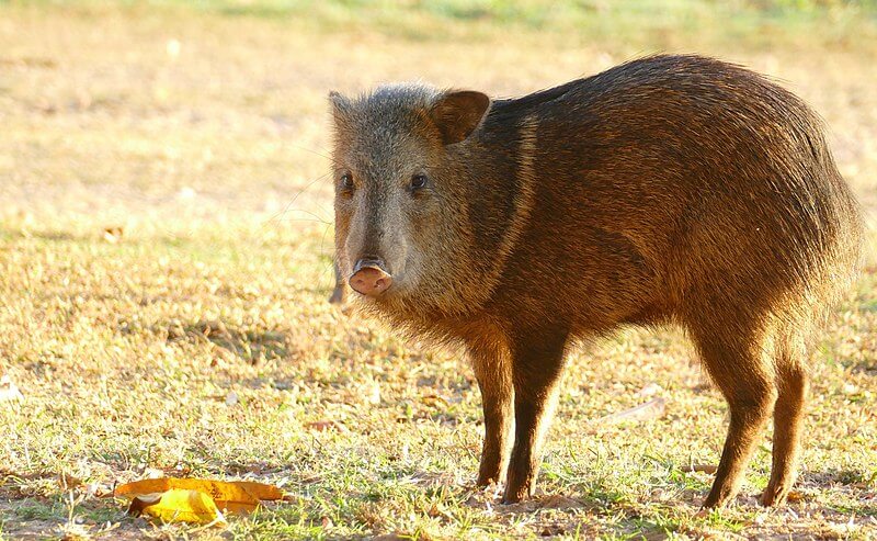 Pecarí de collar (Pecari tajacu): características, hábitat, reproducción