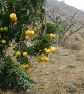 Flora de la costa peruana