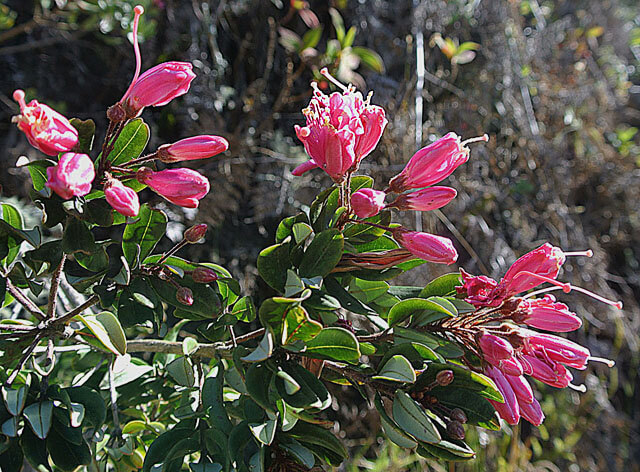 15 plantas del bosque templado de México