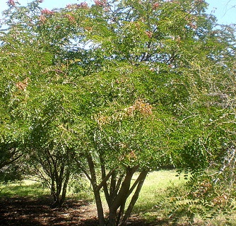 Flora de la costa peruana