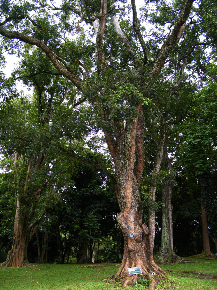 14 Plantas en Peligro de Extinción en el Perú