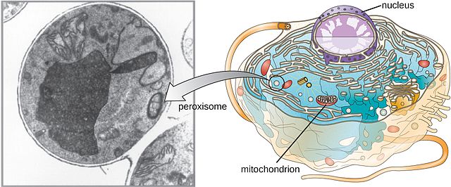 Peroxisomas: características, funciones, estructura, biogénesis