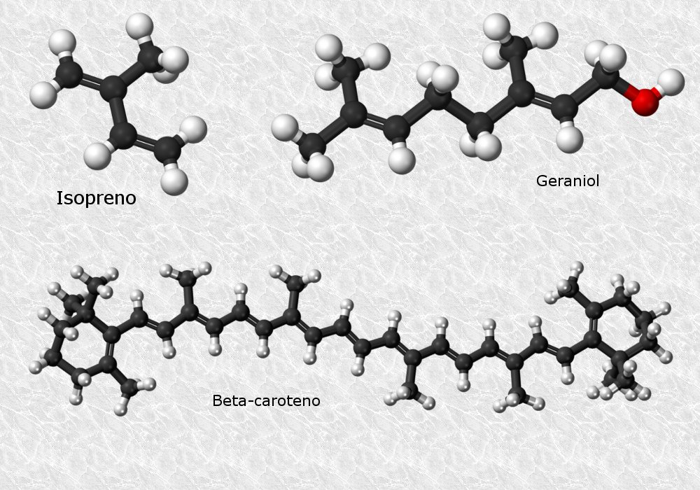 Isoprenoides: definición, características, estructura, función, ejemplos