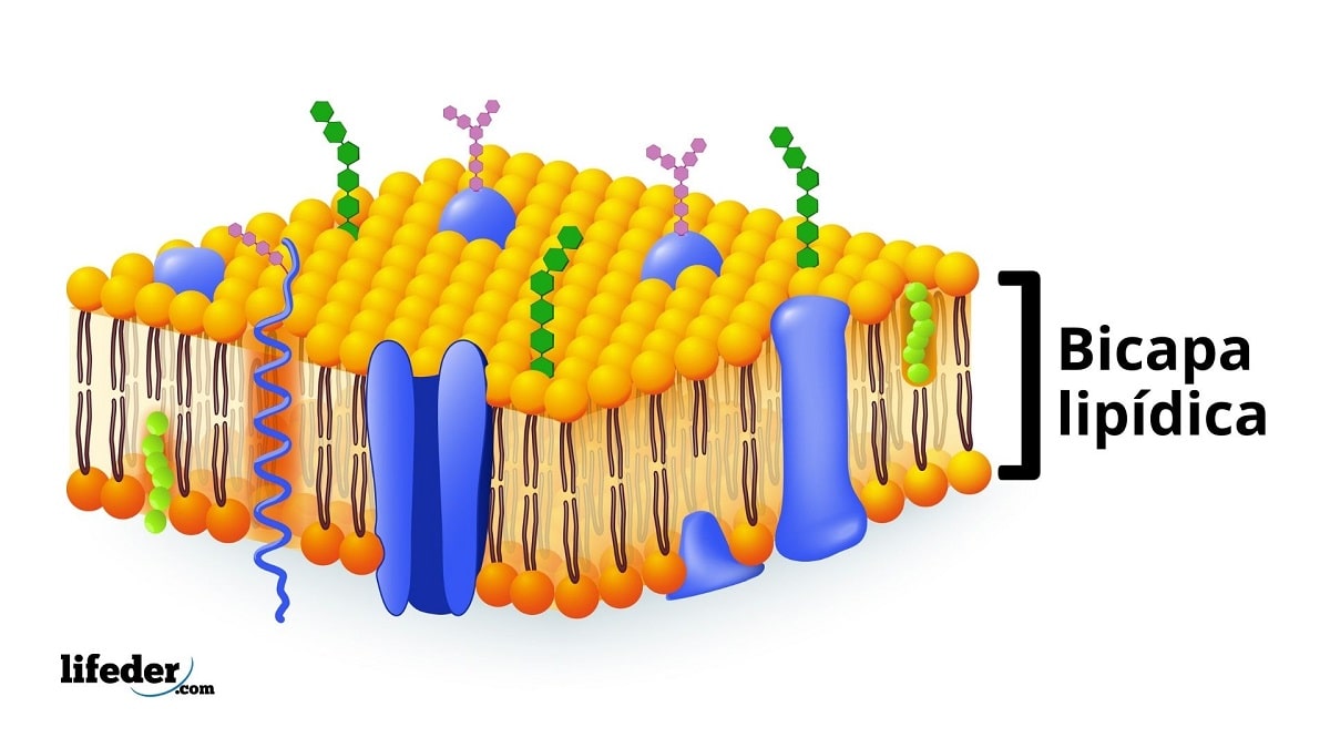 Lípidos: qué son, características, ejemplos, estructura, función