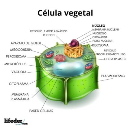 Célula vegetal: qué es, características, partes, funciones, ejemplos