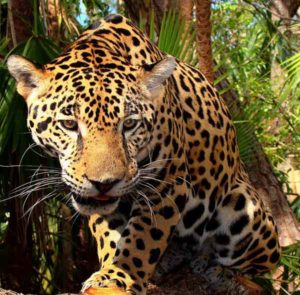 Selva perennifolia: características, flora, fauna, clima, relieve