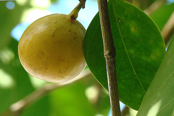 Flora y fauna de las islas Galápagos: principales especies