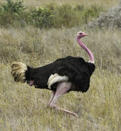 25 Animales del desierto y sus características