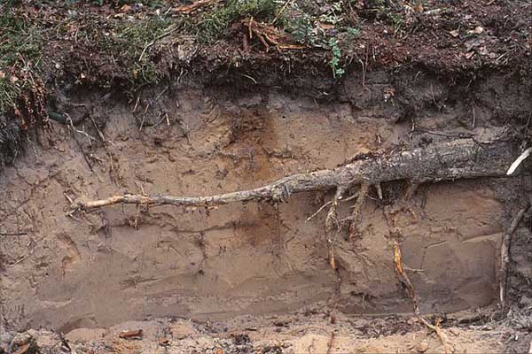 Regosol: características y usos