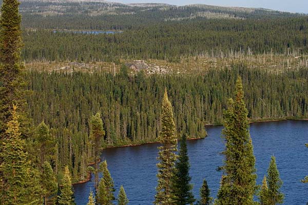 Bosque de coníferas: qué es, características, flora, fauna, clima