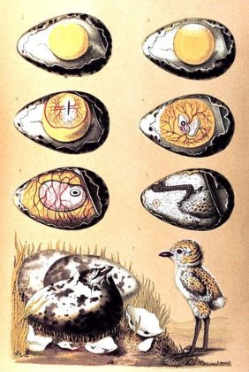 Matthias Schleiden: biografía, teoría celular, aportes