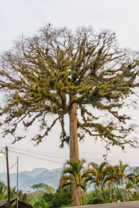 Flora y fauna de Chiapas: especies representativas