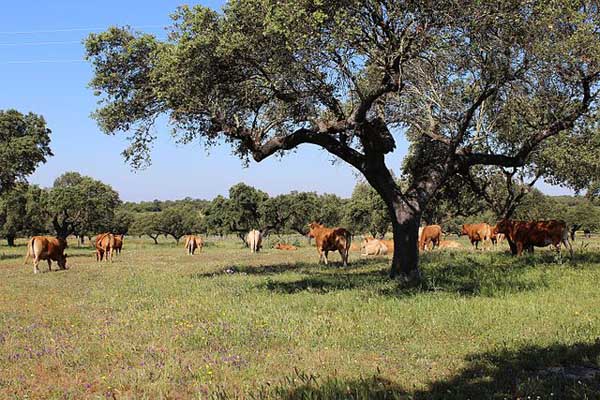 Ecosistema rural: características, componentes, flora y fauna