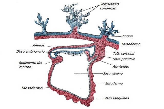 Mesodermo: desarrollo, partes y derivados