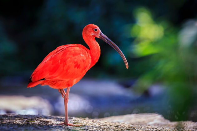 10 Animales Representativos de la Región Orinoquía