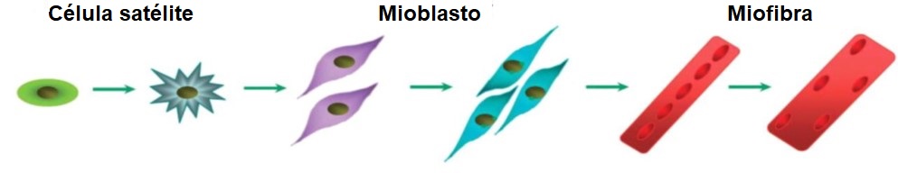 Células satélite: histología y funciones