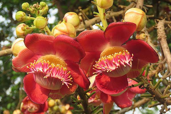 Selva perennifolia: características, flora, fauna, clima, relieve