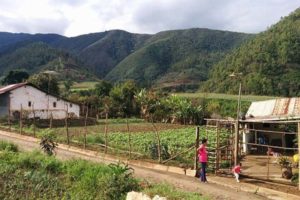Ecosistema rural: características, componentes, flora y fauna