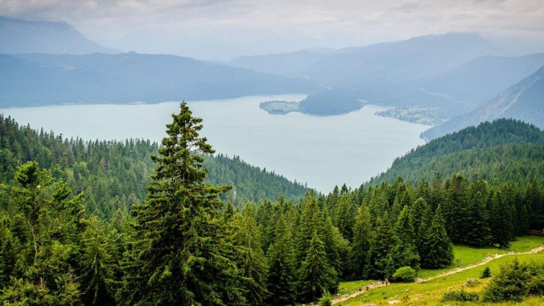 Bosque de coníferas: qué es, características, flora, fauna, clima