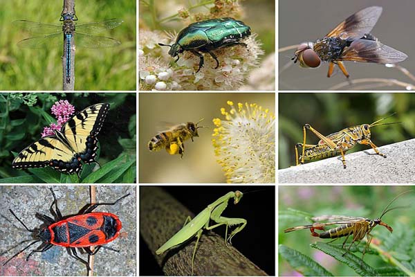 Animales terrestres: características, respiración, tipos, ejemplos