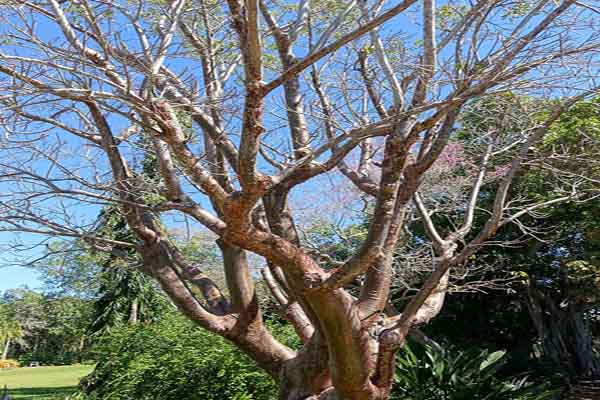 Bosque tropical subcaducifolio: características, flora, fauna