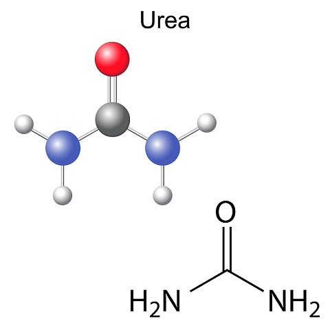 Ciclo de la urea: etapas, enzimas, función, regulación