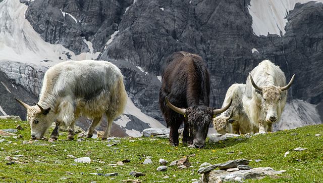 Yak (Bos mutus): características, hábitat, alimentación, reproducción