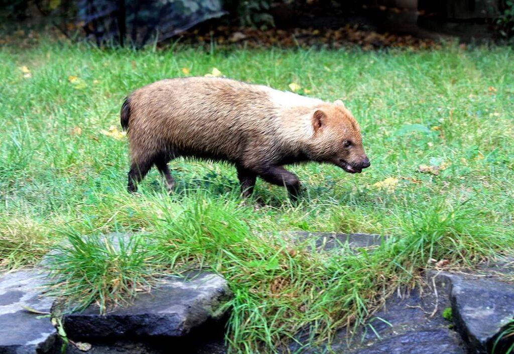 Los 21 Animales de Brasil Más Destacados