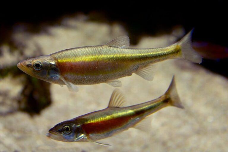 Los 17 Animales de Agua Dulce Más Famosos