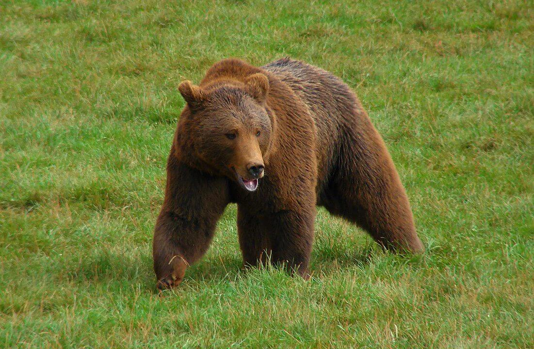 Los 15 animales de Estados Unidos más destacados