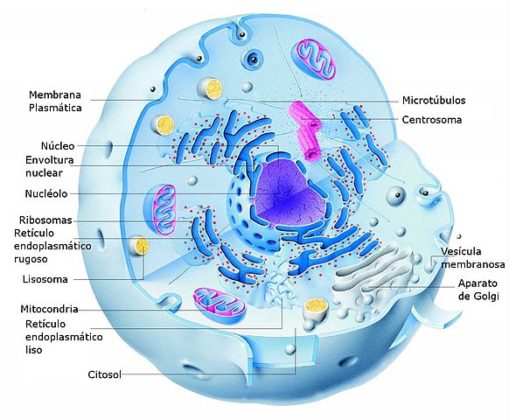 Líquido intracelular: características, composición, funciones