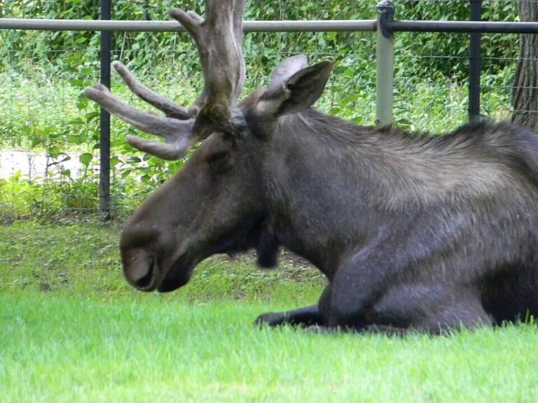 Los 15 animales de Estados Unidos más destacados