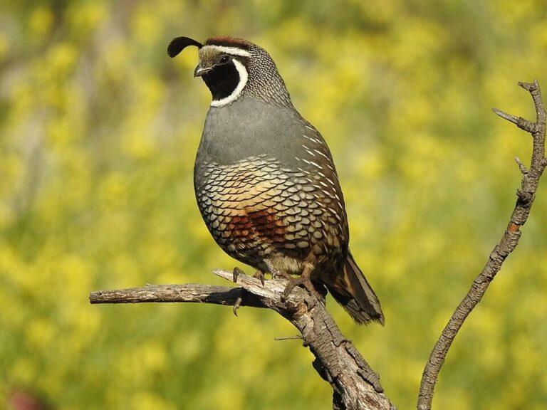 Flora y Fauna de Baja California: especies representativas