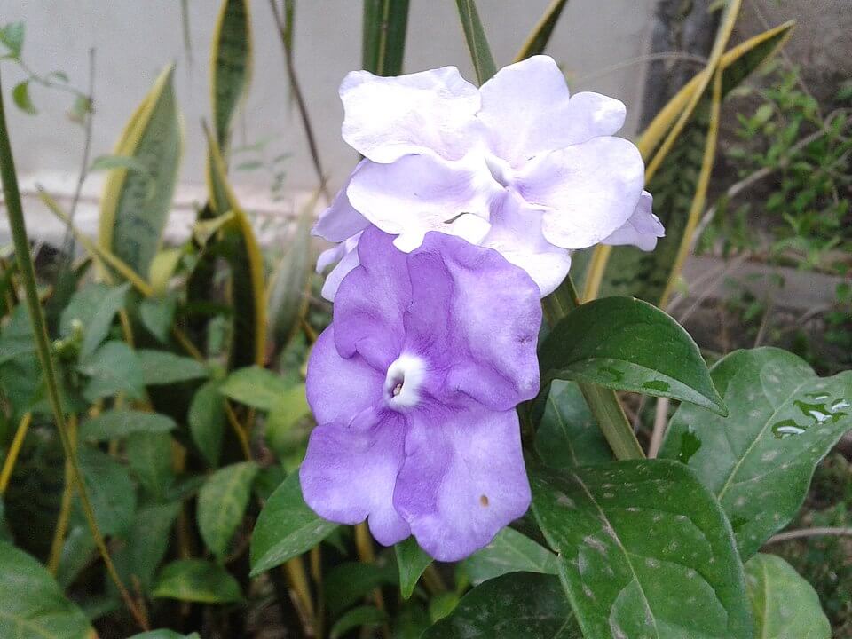 Flora y Fauna de Baja California: especies representativas