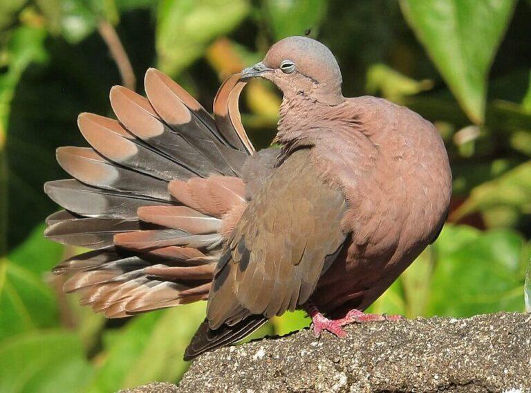 Flora y fauna de Colima