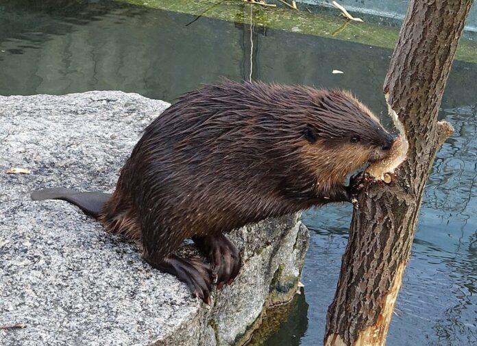 Los 15 animales de Estados Unidos más destacados